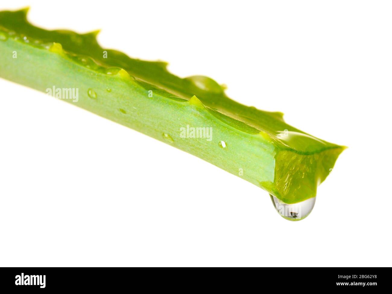 Aloe leaf with drop, isolated on white Stock Photo - Alamy
