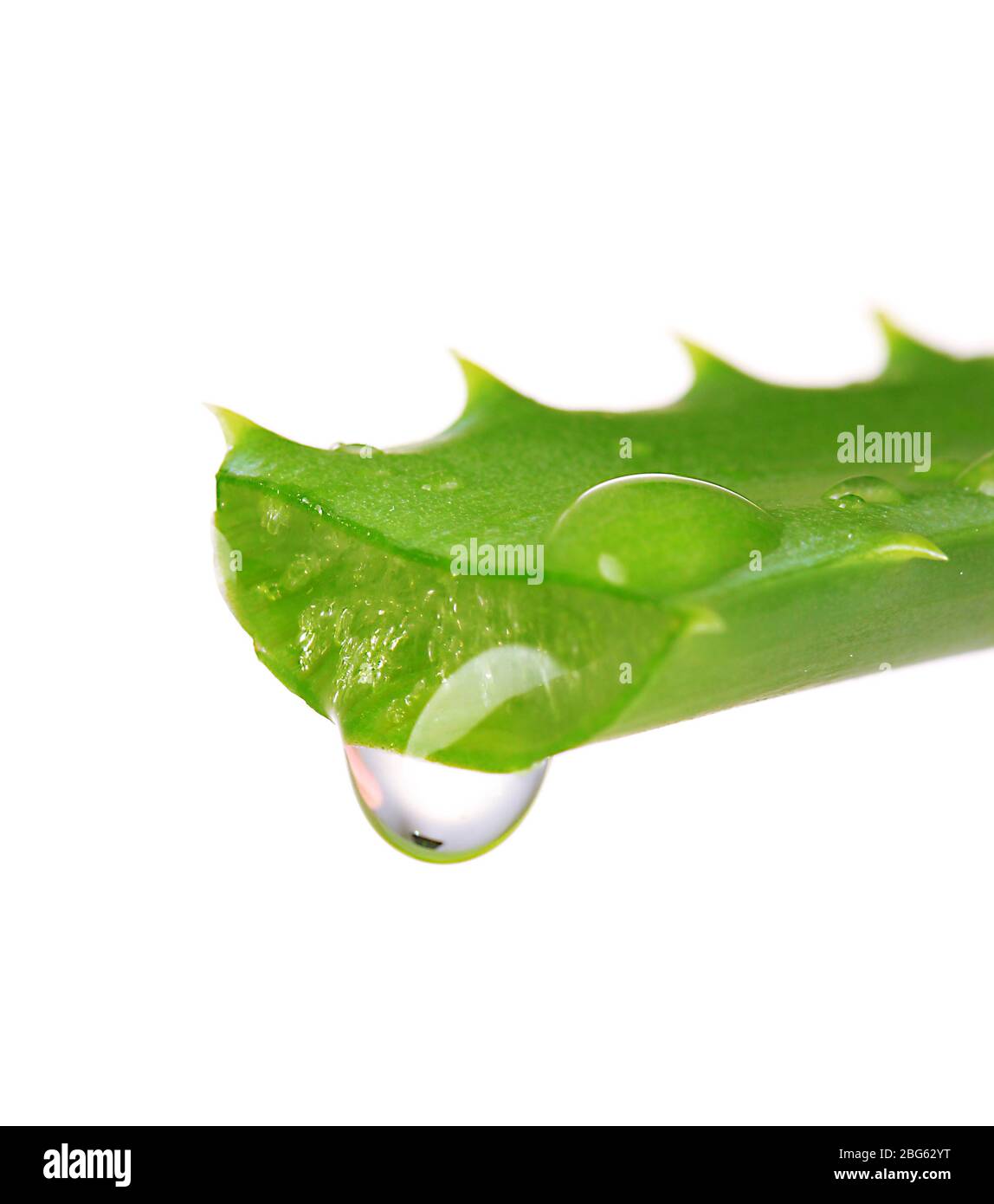 Aloe leaf with drop, isolated on white Stock Photo - Alamy