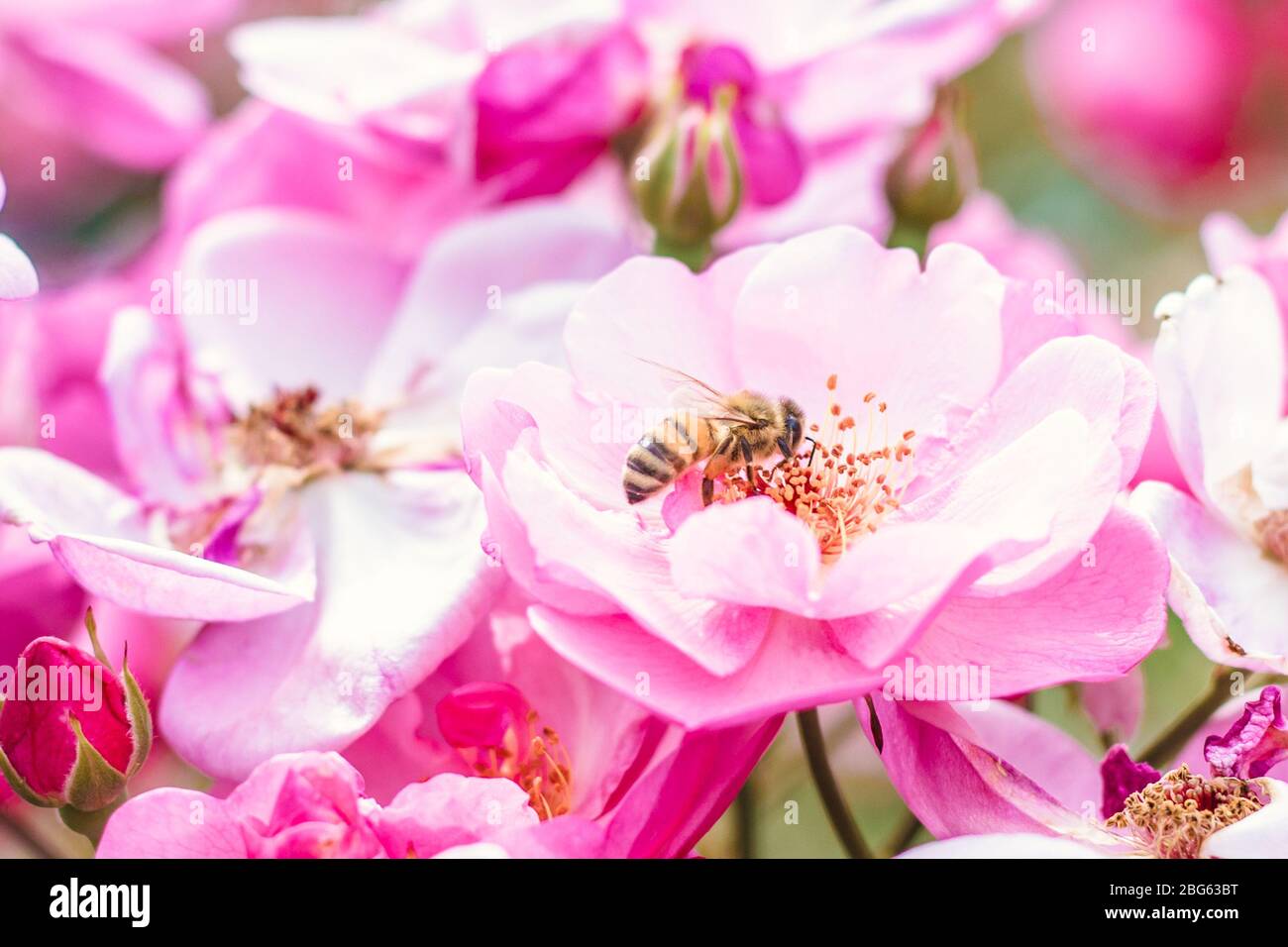 Bee on Pink Roses Stock Photo - Alamy