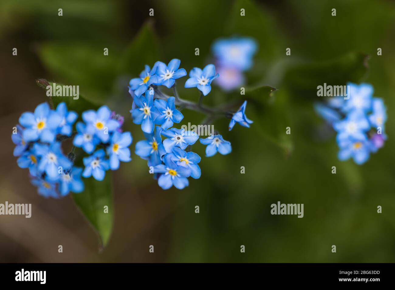 A macro shot of a cluster of blue Forget Me Not flowers Stock Photo - Alamy