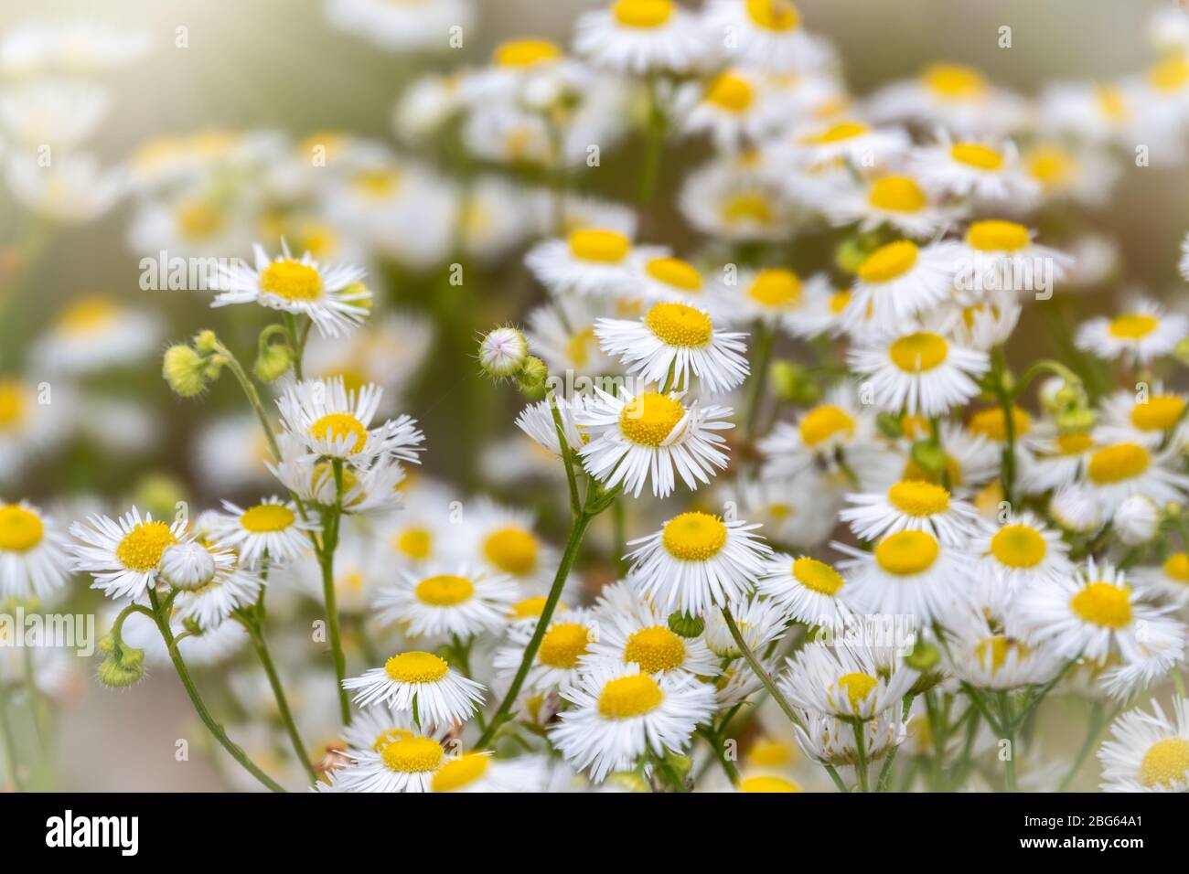 White and yellow daisy flowers on a green blurred background ...