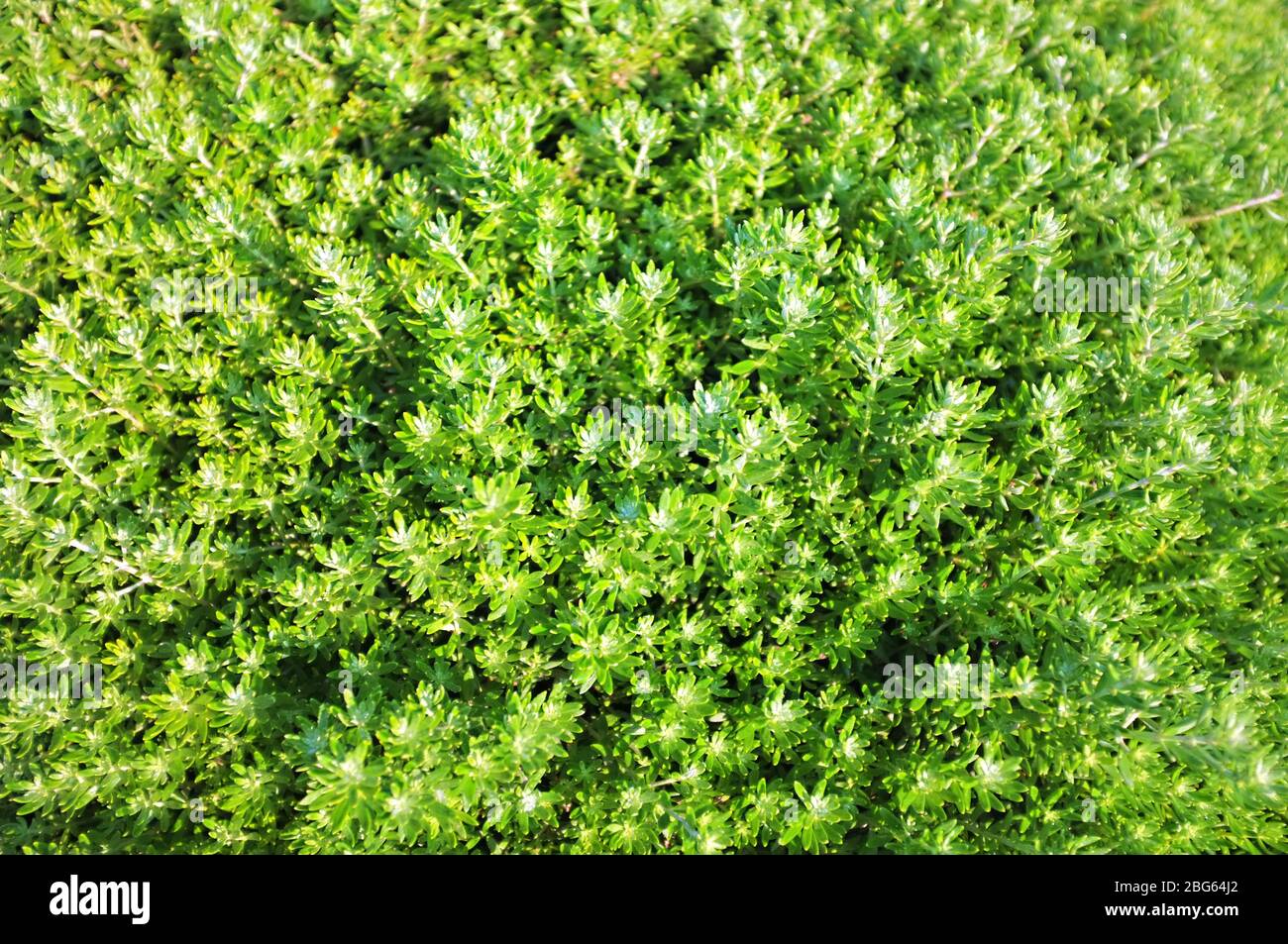 Beautiful background of fresh green plant in garden Stock Photo - Alamy