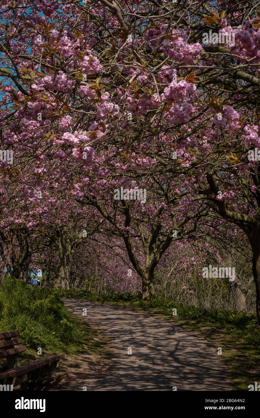 A beautiful cherry blossom tree in a local park on a sunny day Stock ...
