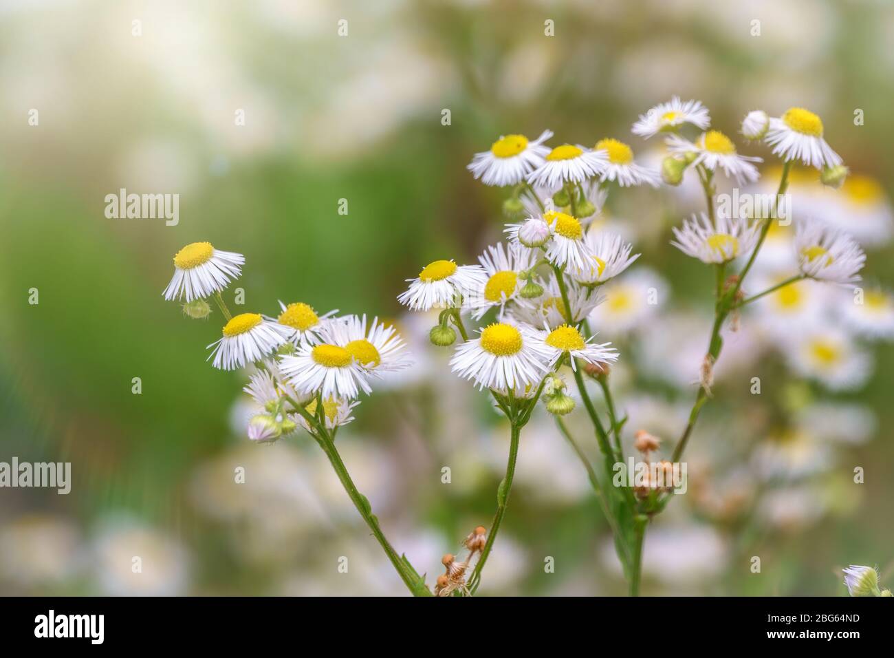 White and yellow daisy flowers on a green blurred background ...
