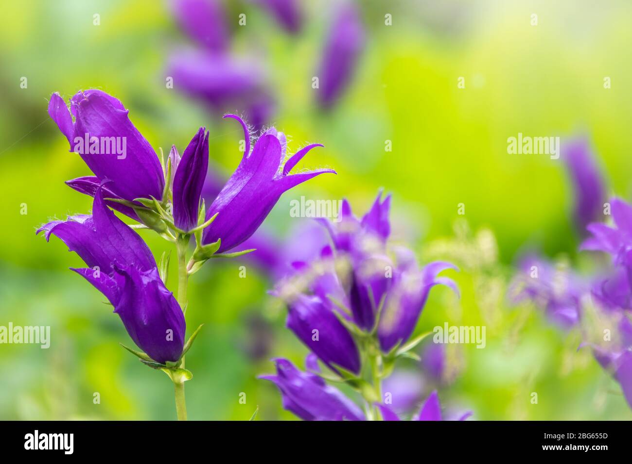 Campanula persicifolia, the peach-leaved bellflower,is a flowering ...