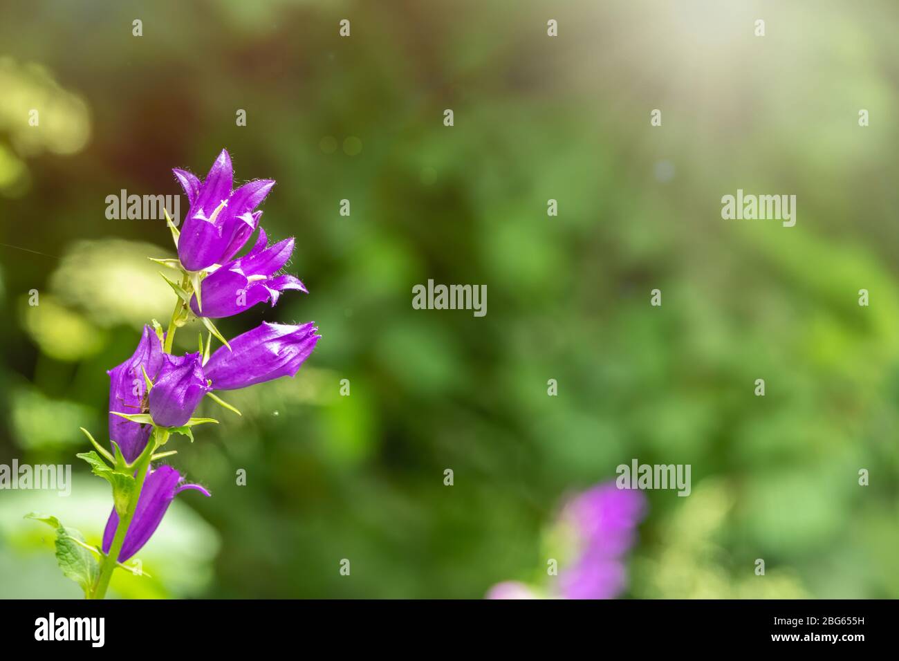 Campanula persicifolia, the peach-leaved bellflower,is a flowering ...