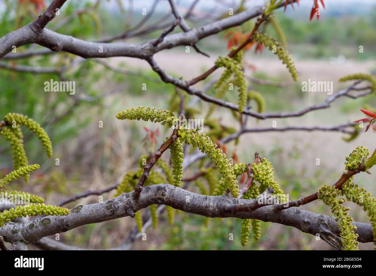 Walnut flower buds hi-res stock photography and images - Alamy
