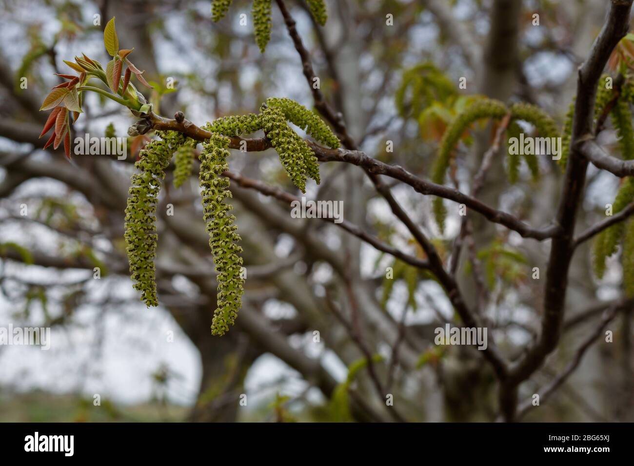 Walnut buds hi-res stock photography and images - Alamy