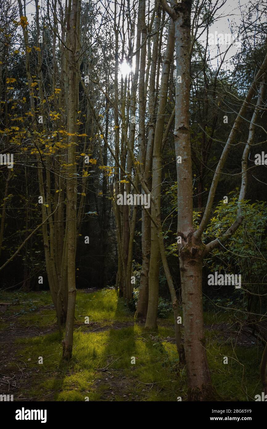 A dense woodland area with tall thin narrow trees and the sunlight ...