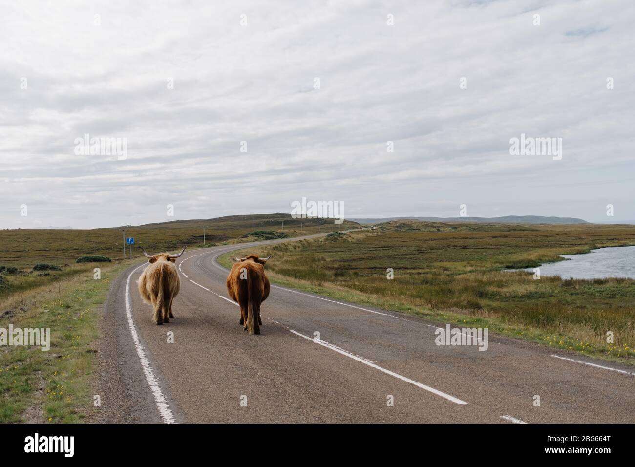 Herd of cows walking uk hi-res stock photography and images - Alamy