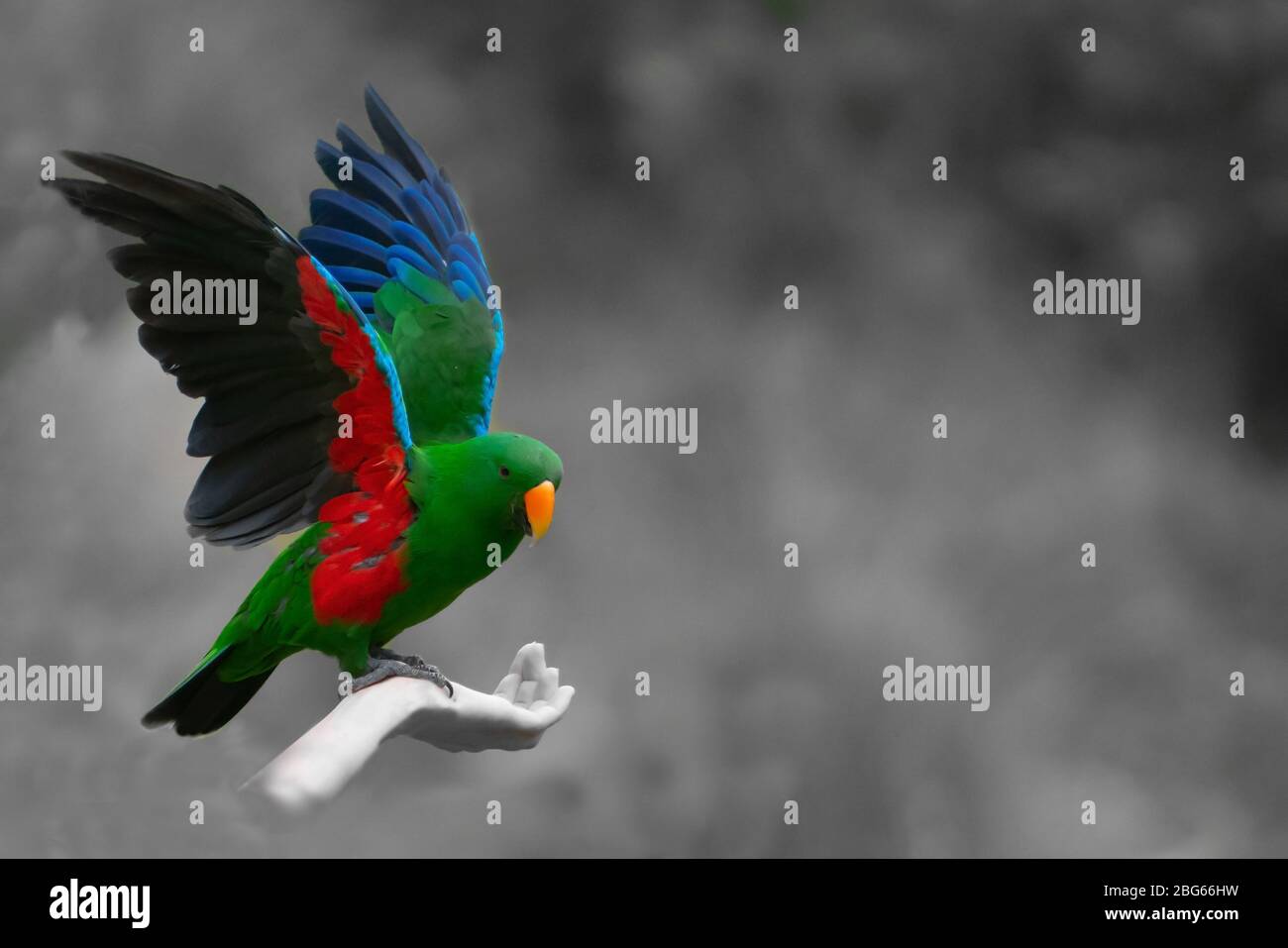 Eclectus parrot on arm Stock Photo - Alamy