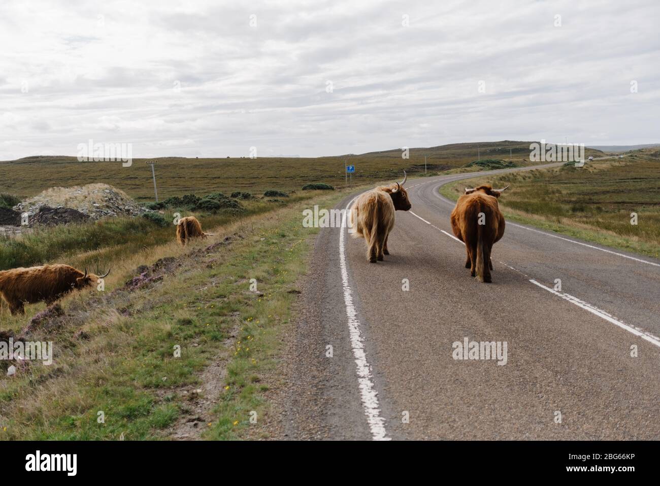 A herd of Highland cattle walk along the road near Thurso which is a ...