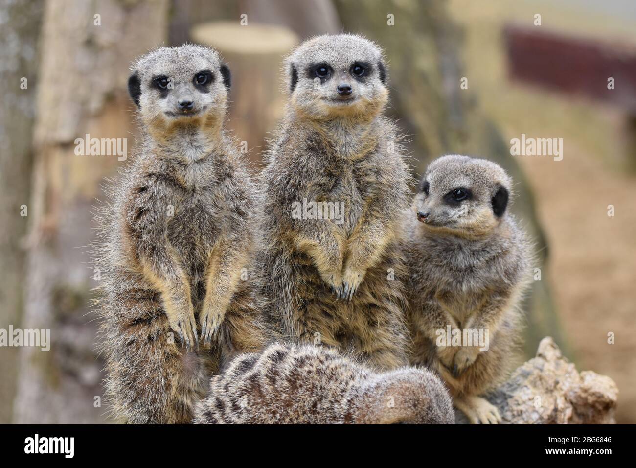 Mob of meerkats hi-res stock photography and images - Alamy