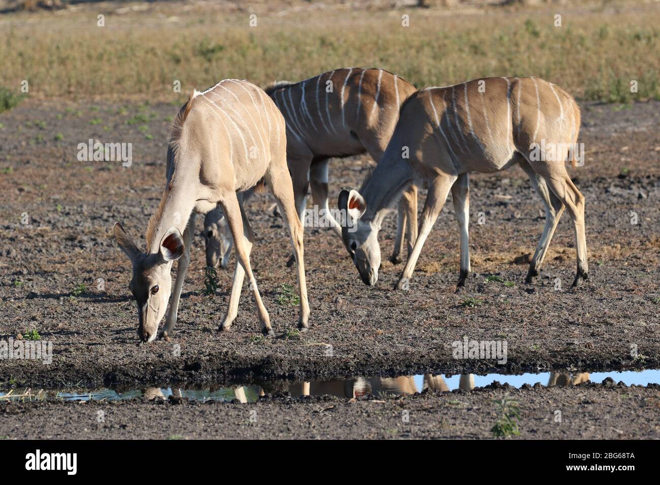 Greater Kudu in Botswana Stock Photo - Alamy