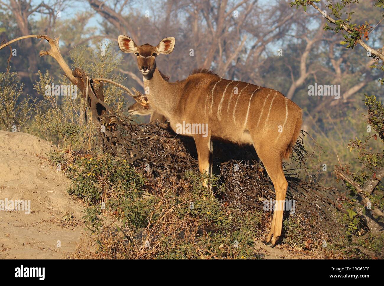 Greater Kudu in Botswana Stock Photo - Alamy