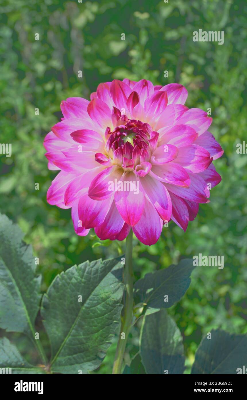 Single dahlia flower with nature background. Purple dahlia flowers on ...