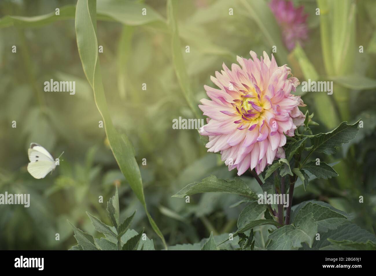 Red petal Dahlia. Miniature red dahlia in garden Stock Photo - Alamy
