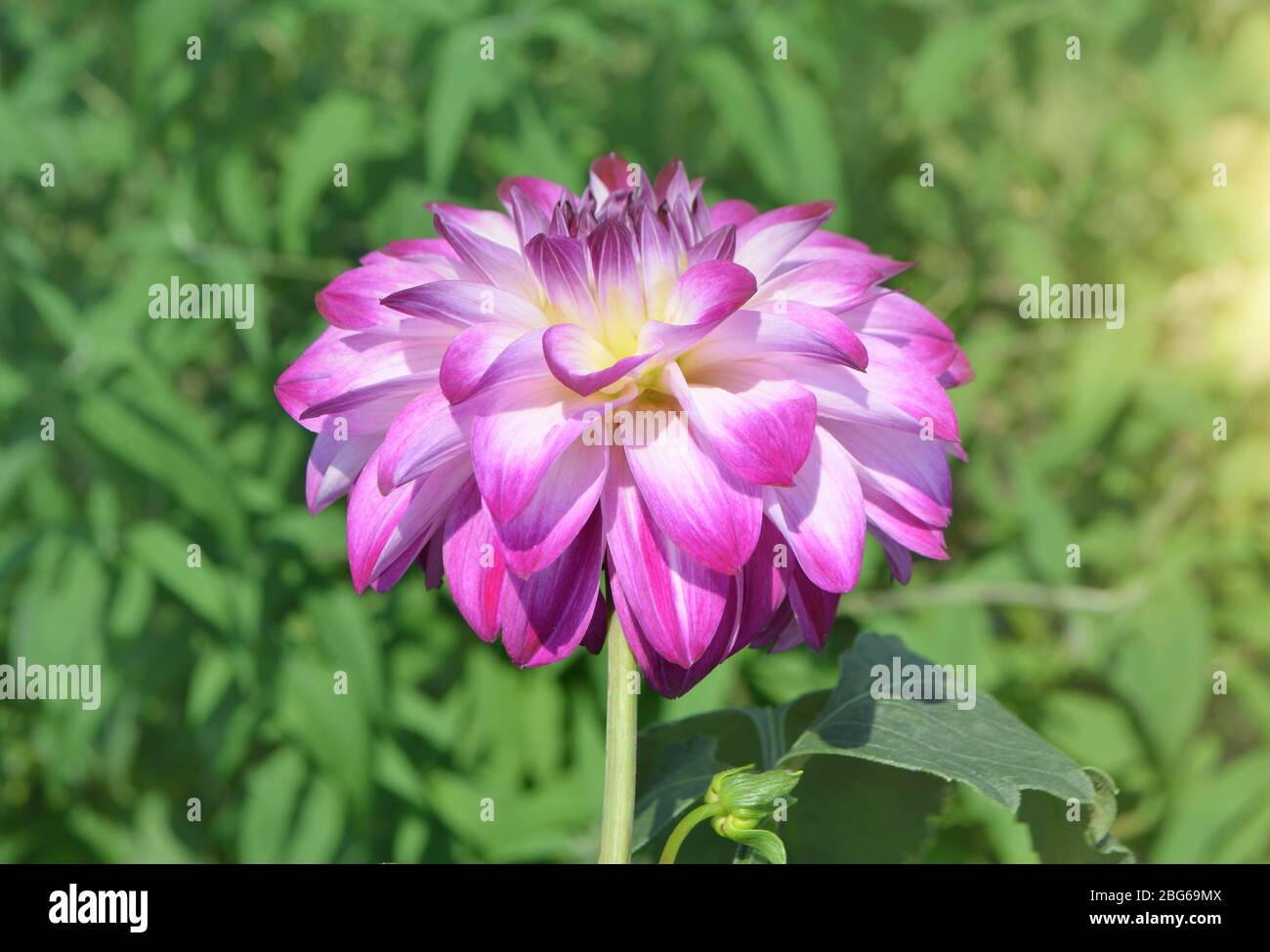 Red petal Dahlia. Miniature red dahlia in garden Stock Photo - Alamy
