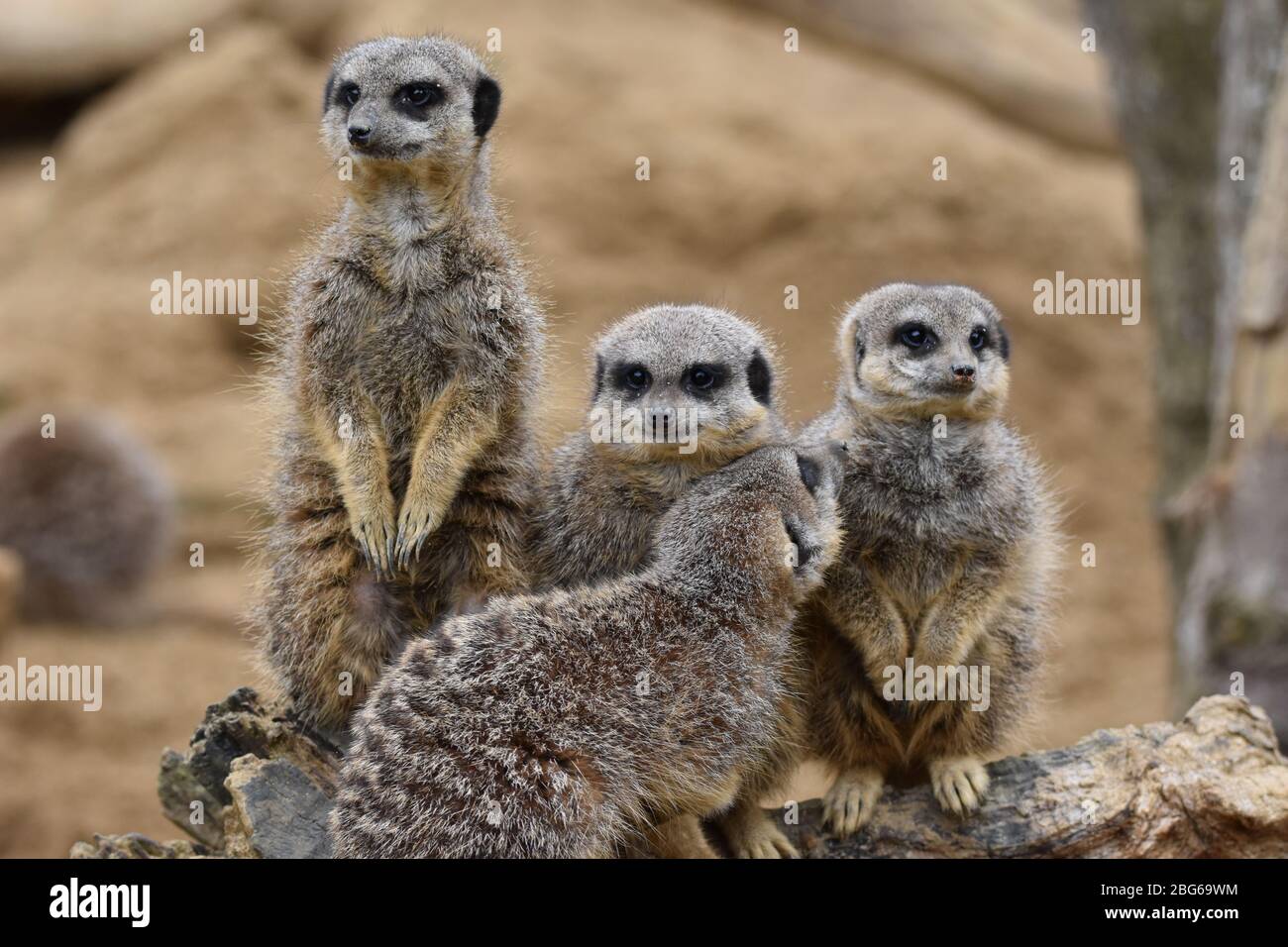 Meer kats hi-res stock photography and images - Alamy
