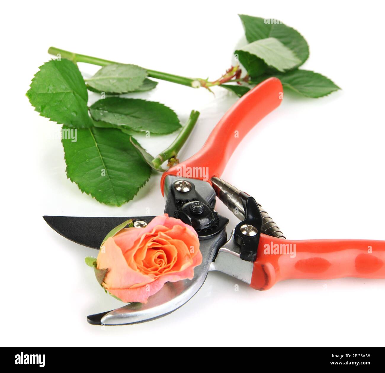 Garden secateurs and rose isolated on white Stock Photo - Alamy