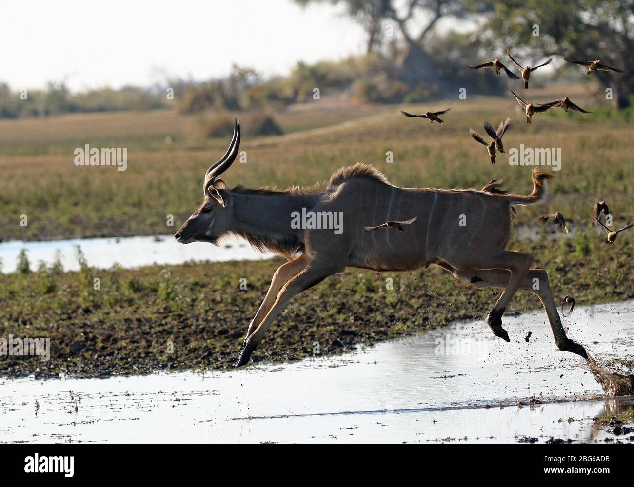 Greater Kudu in Botswana Stock Photo - Alamy
