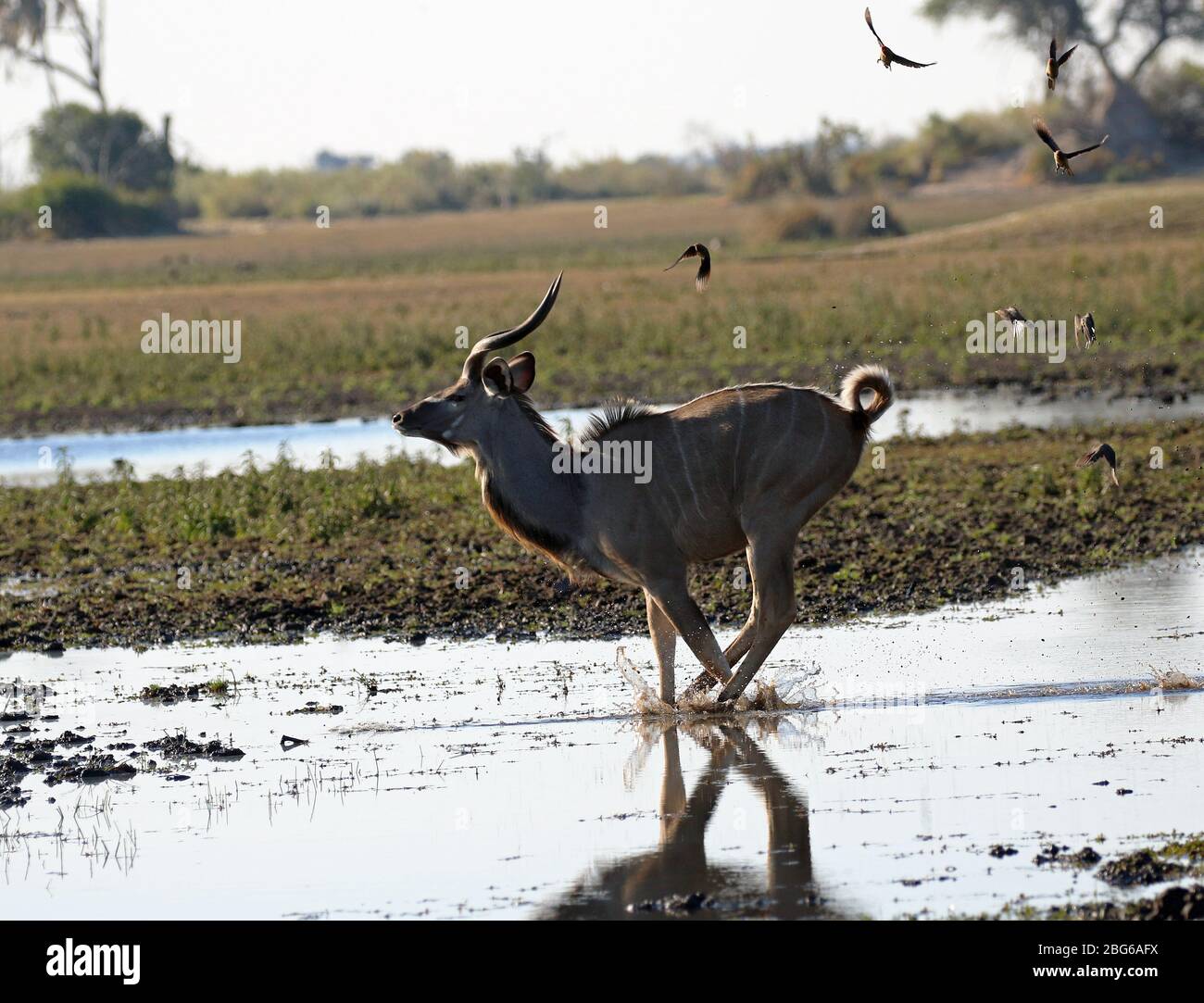 Greater Kudu in Botswana Stock Photo - Alamy