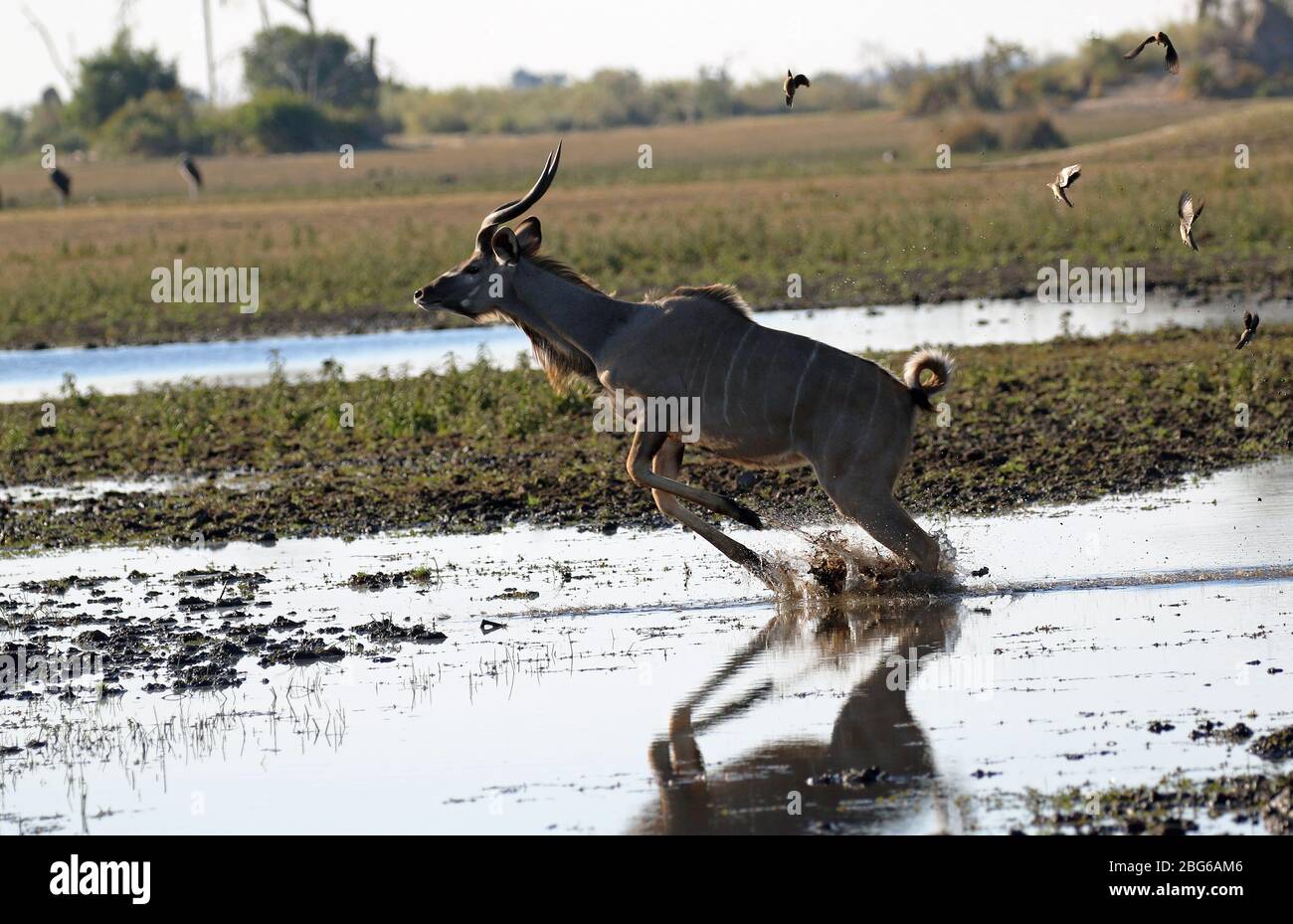 Greater Kudu in Botswana Stock Photo - Alamy