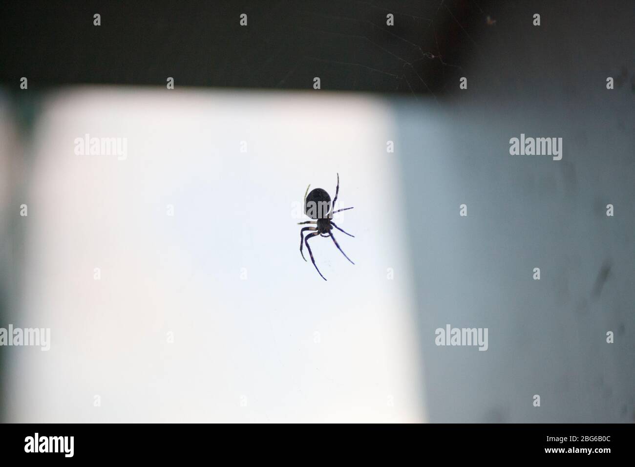 Spider with cross on the back hi-res stock photography and images - Alamy