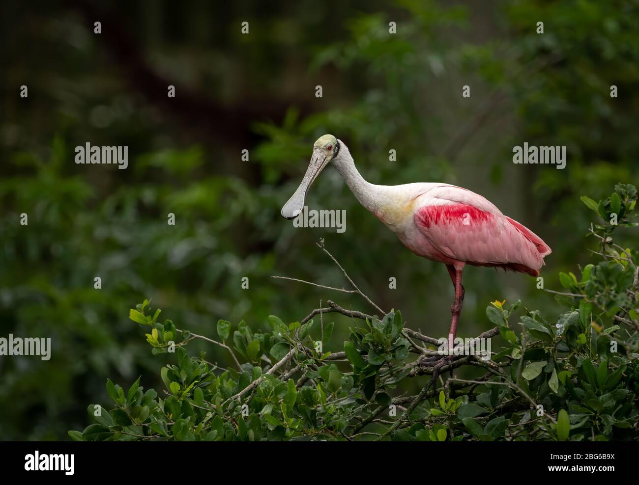 Roseate Spoonbill in Southern Florida Stock Photo - Alamy