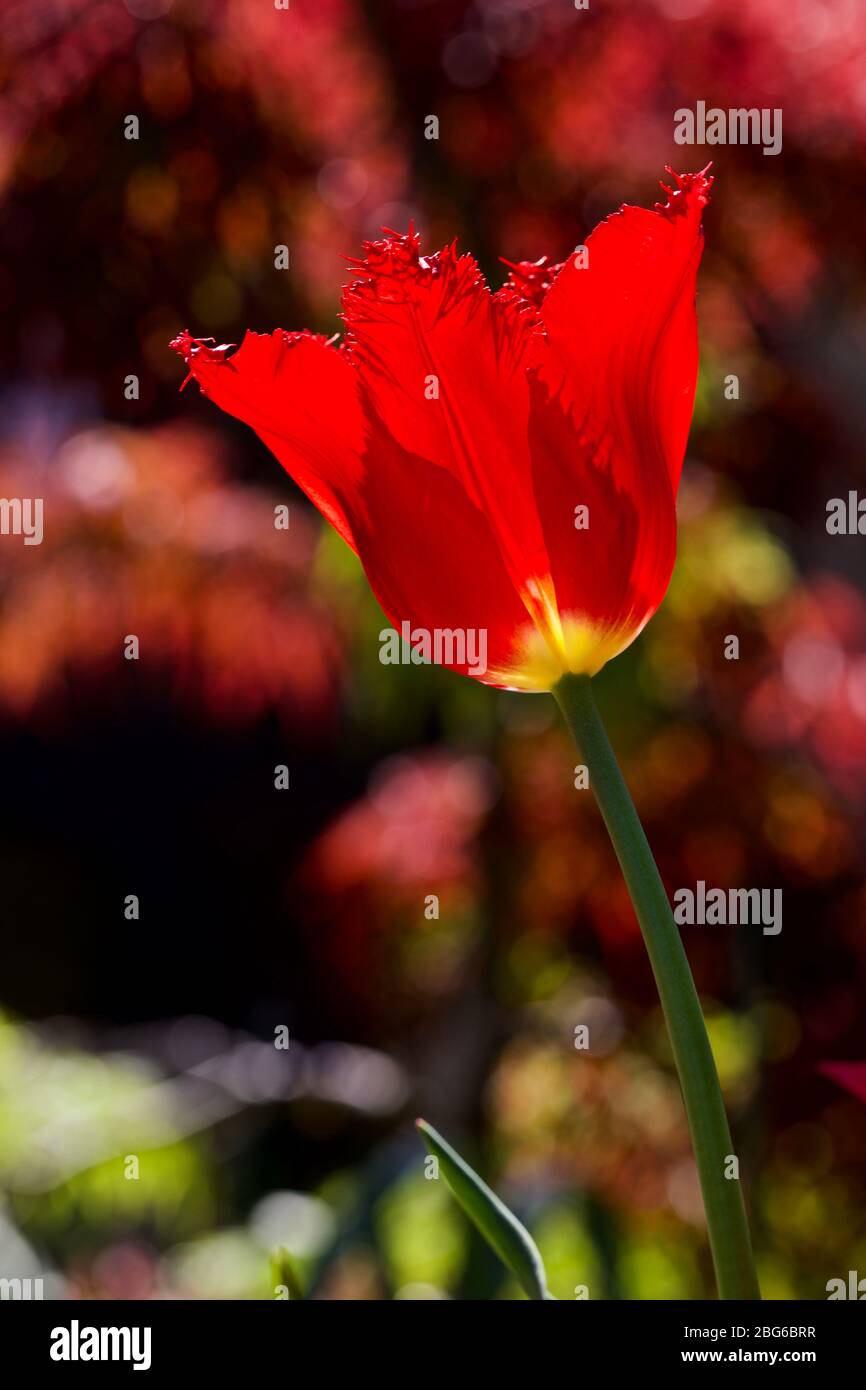 Calibra hi-res stock photography and images - Alamy