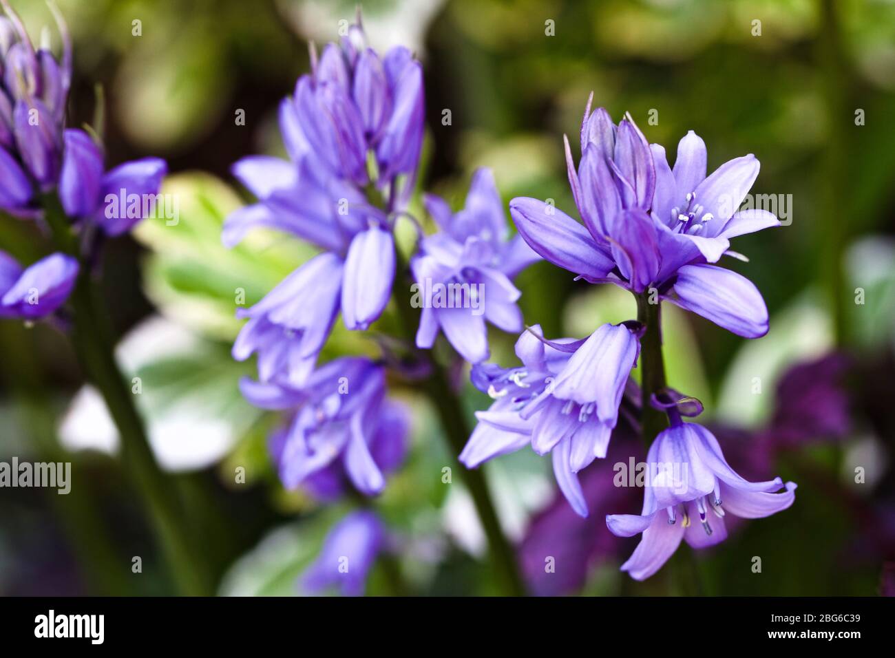 Bluebell Hyacinthoides non-scripta Stock Photo - Alamy