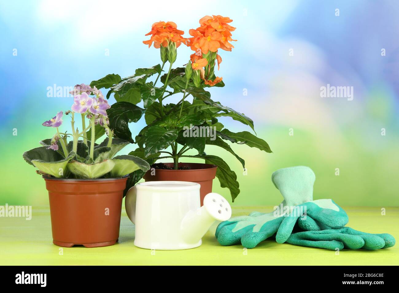 Beautiful flowers in pots on wooden table on natural background Stock ...
