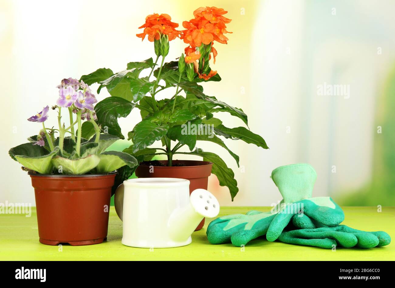 Beautiful flowers in pots on wooden table on natural background Stock ...