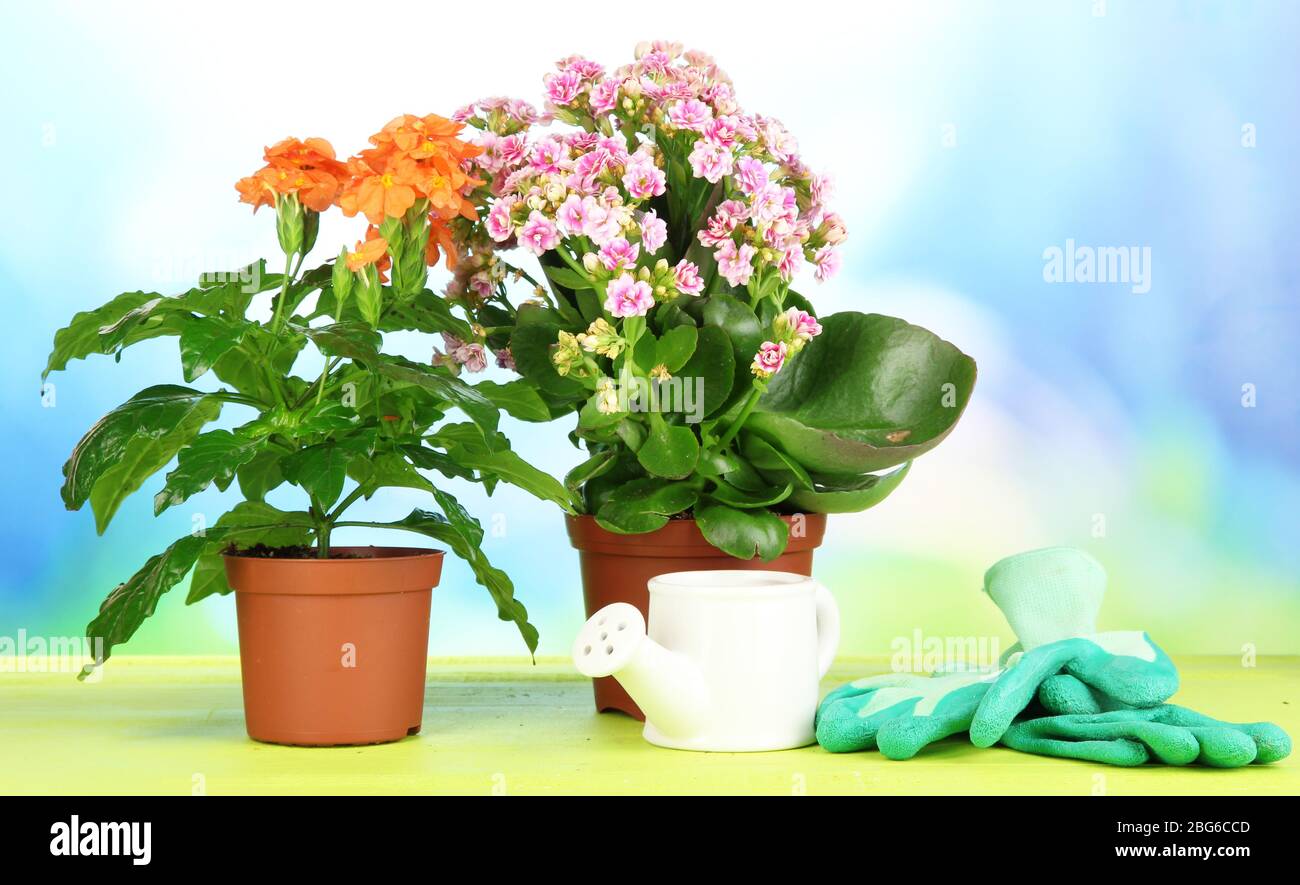 Beautiful flowers in pots on wooden table on natural background Stock ...