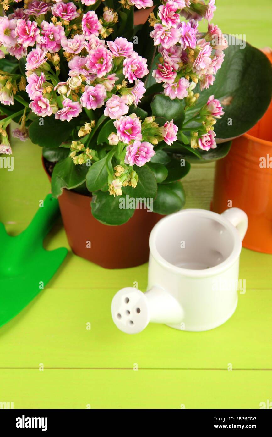 Beautiful flowers in pots on wooden table close-up Stock Photo - Alamy