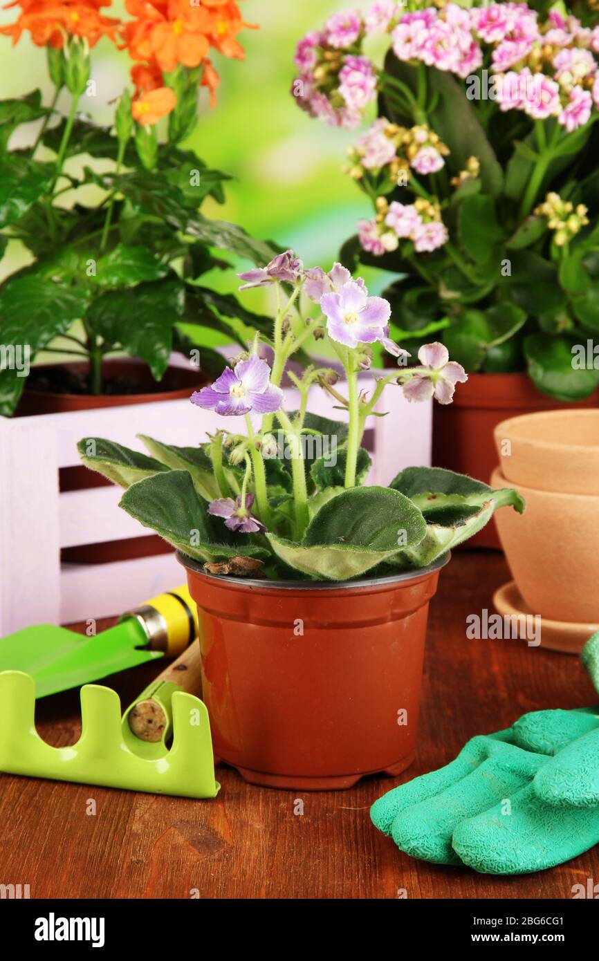 Beautiful flowers in pots on wooden table on natural background Stock ...