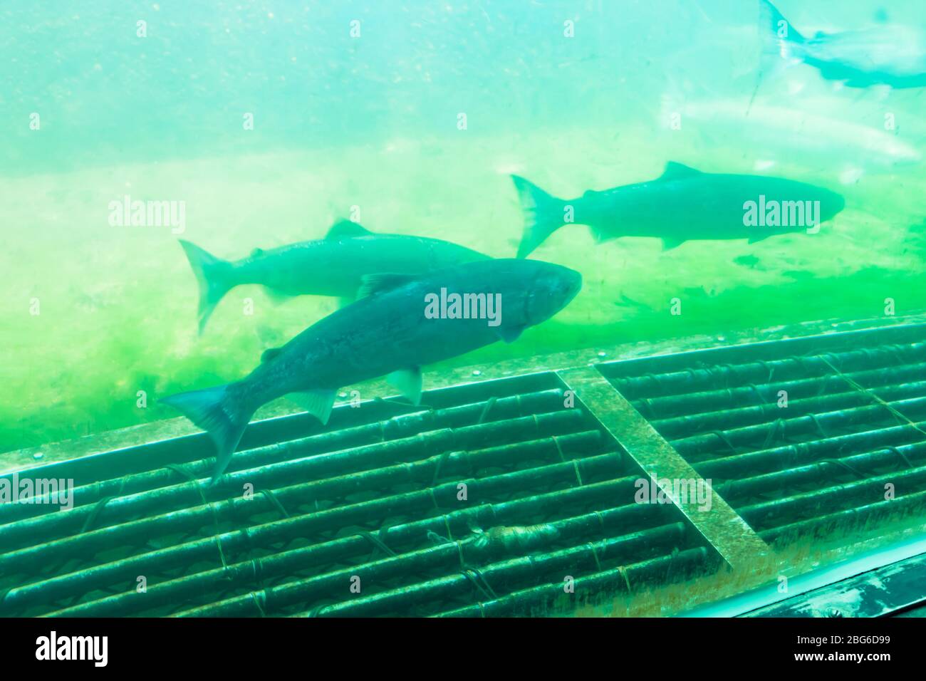 Salmon fish ladder hi-res stock photography and images - Alamy