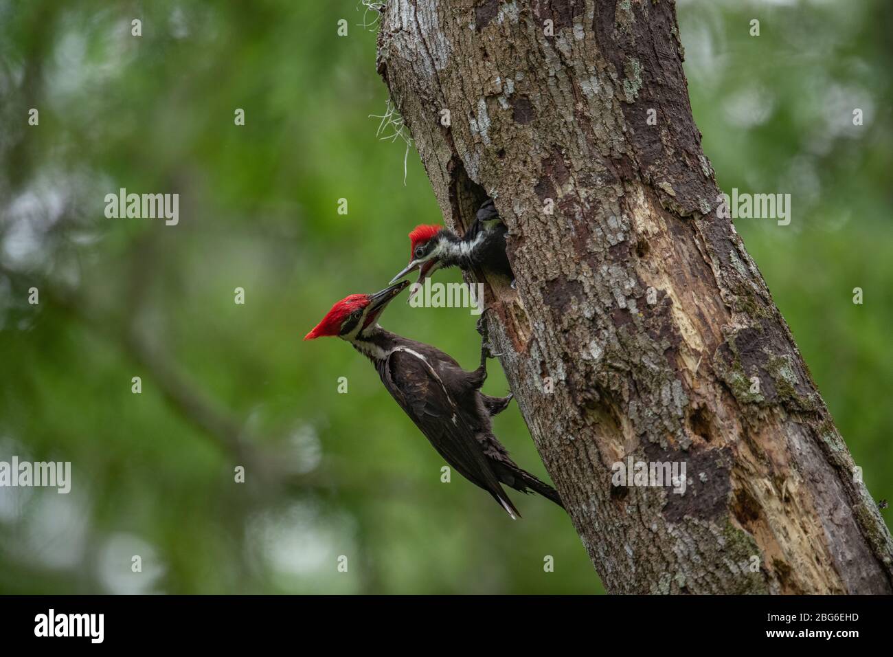 Pileated woodpecker flying hi-res stock photography and images - Alamy
