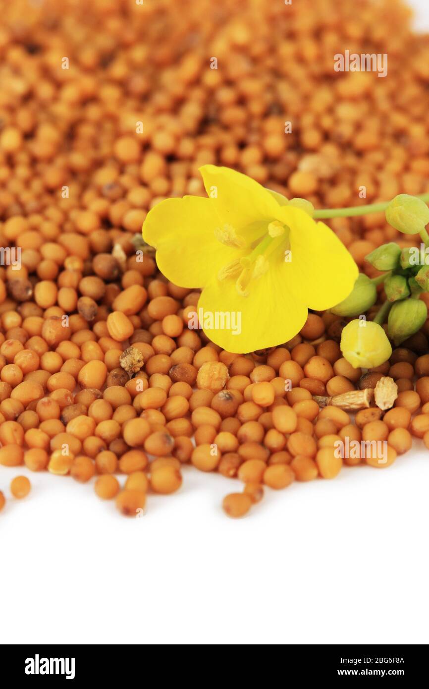 Mustard seeds with mustard flower isolated on white Stock Photo - Alamy