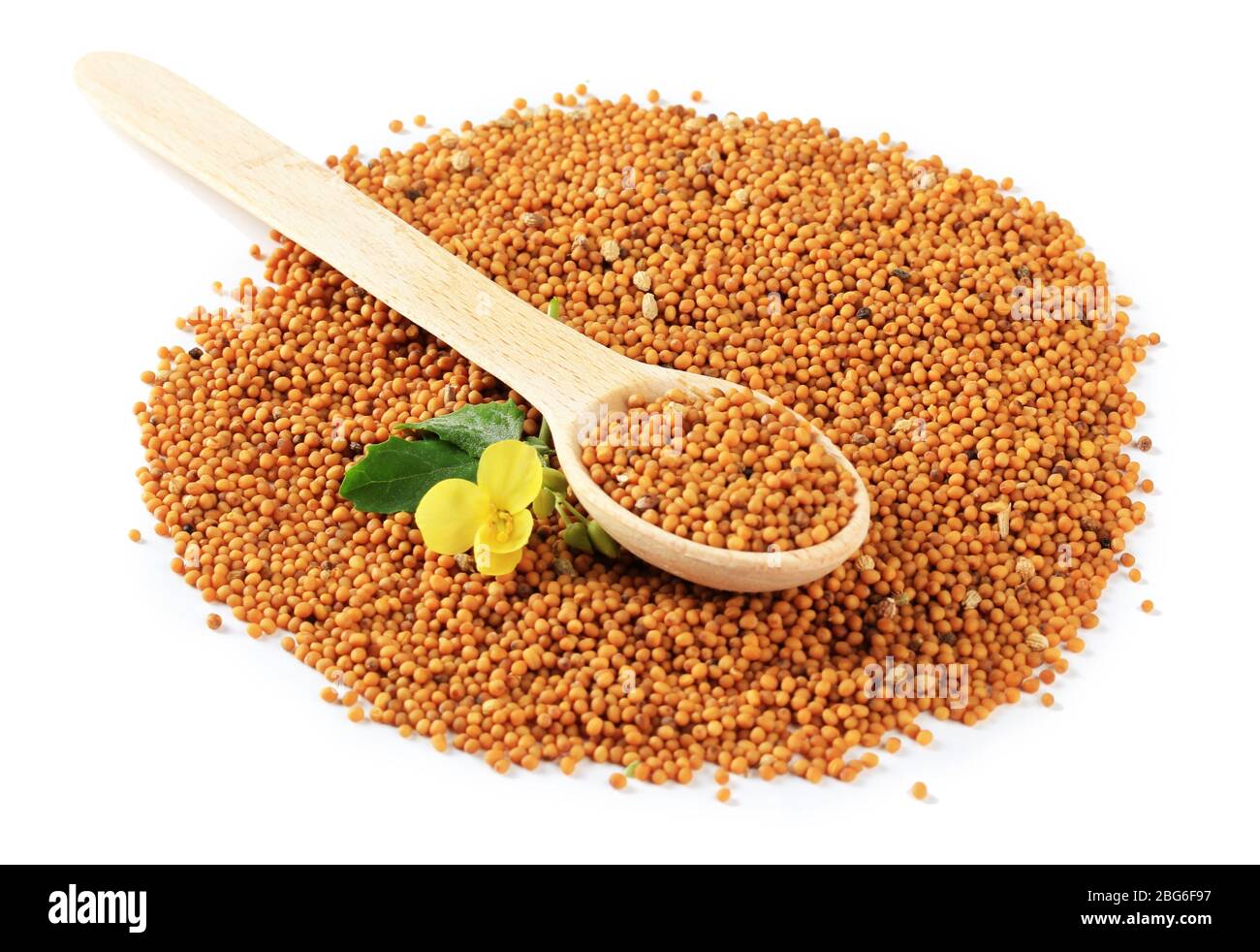 Mustard seeds with mustard flower isolated on white Stock Photo - Alamy