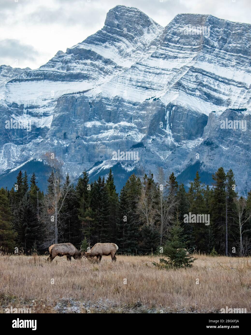 Elk in banff national park forest hi-res stock photography and images ...