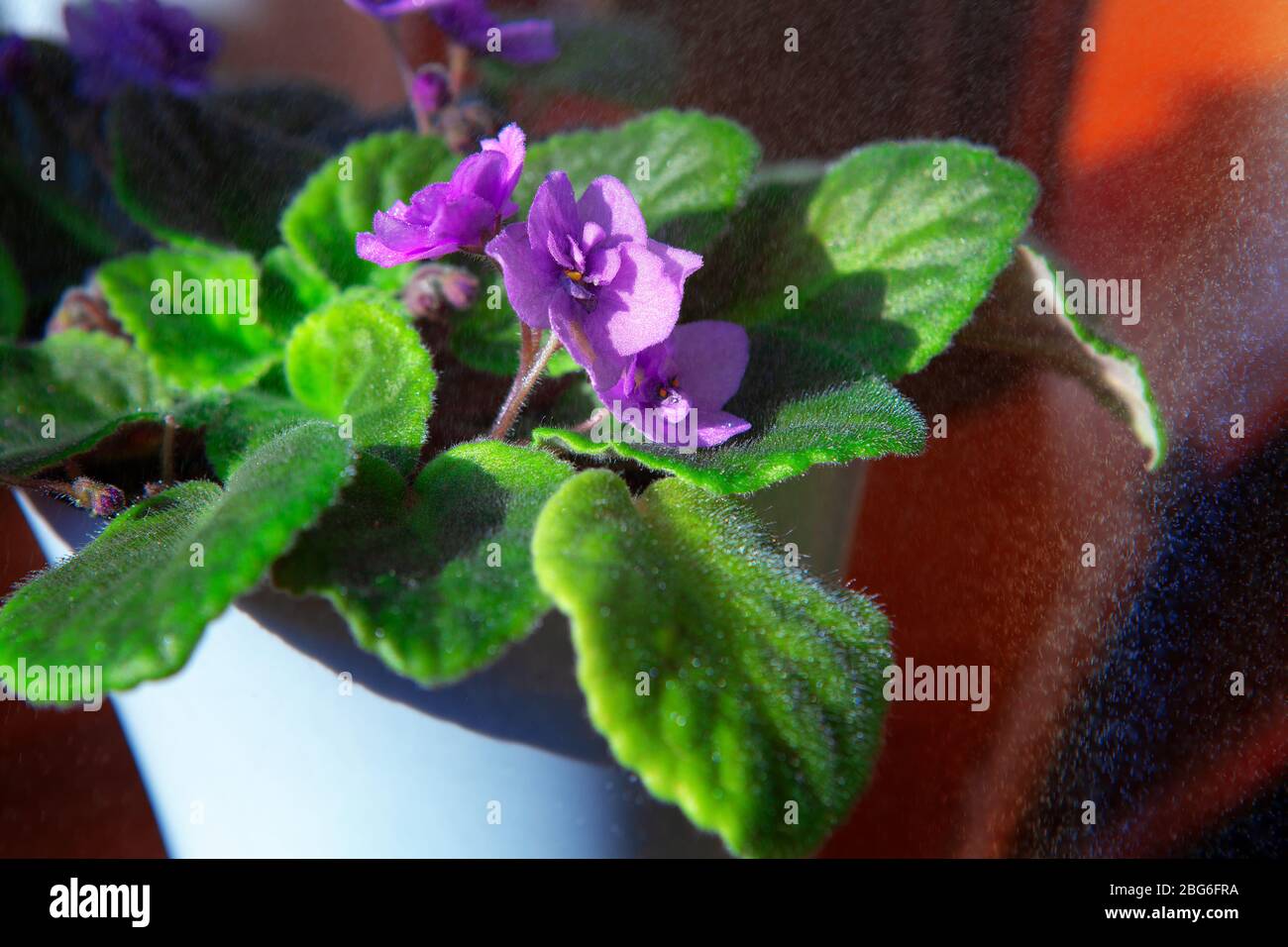 Indoor violets hi-res stock photography and images - Alamy