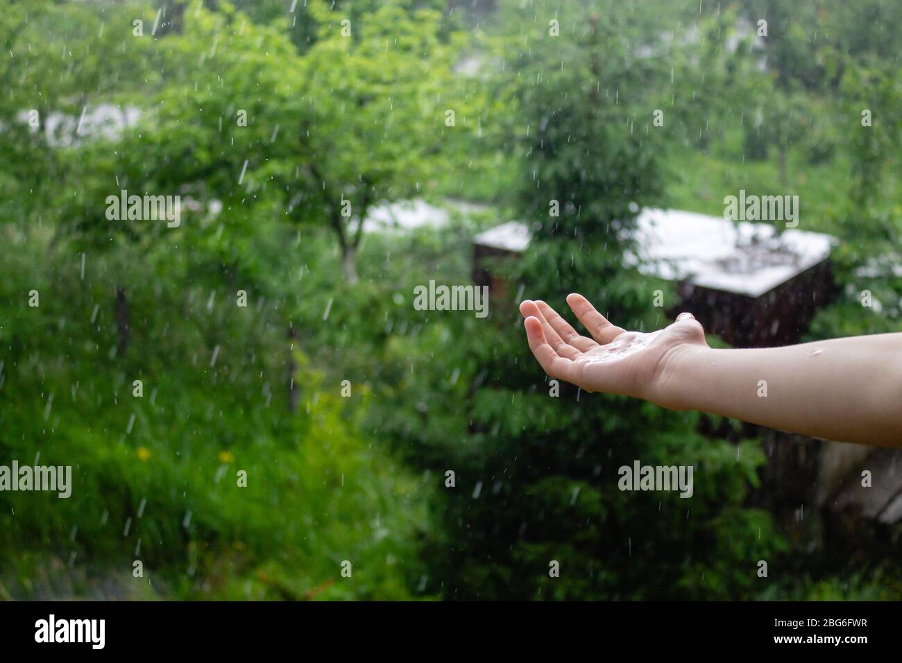 Hand on pouring summer rain with green summer nature background, feel ...