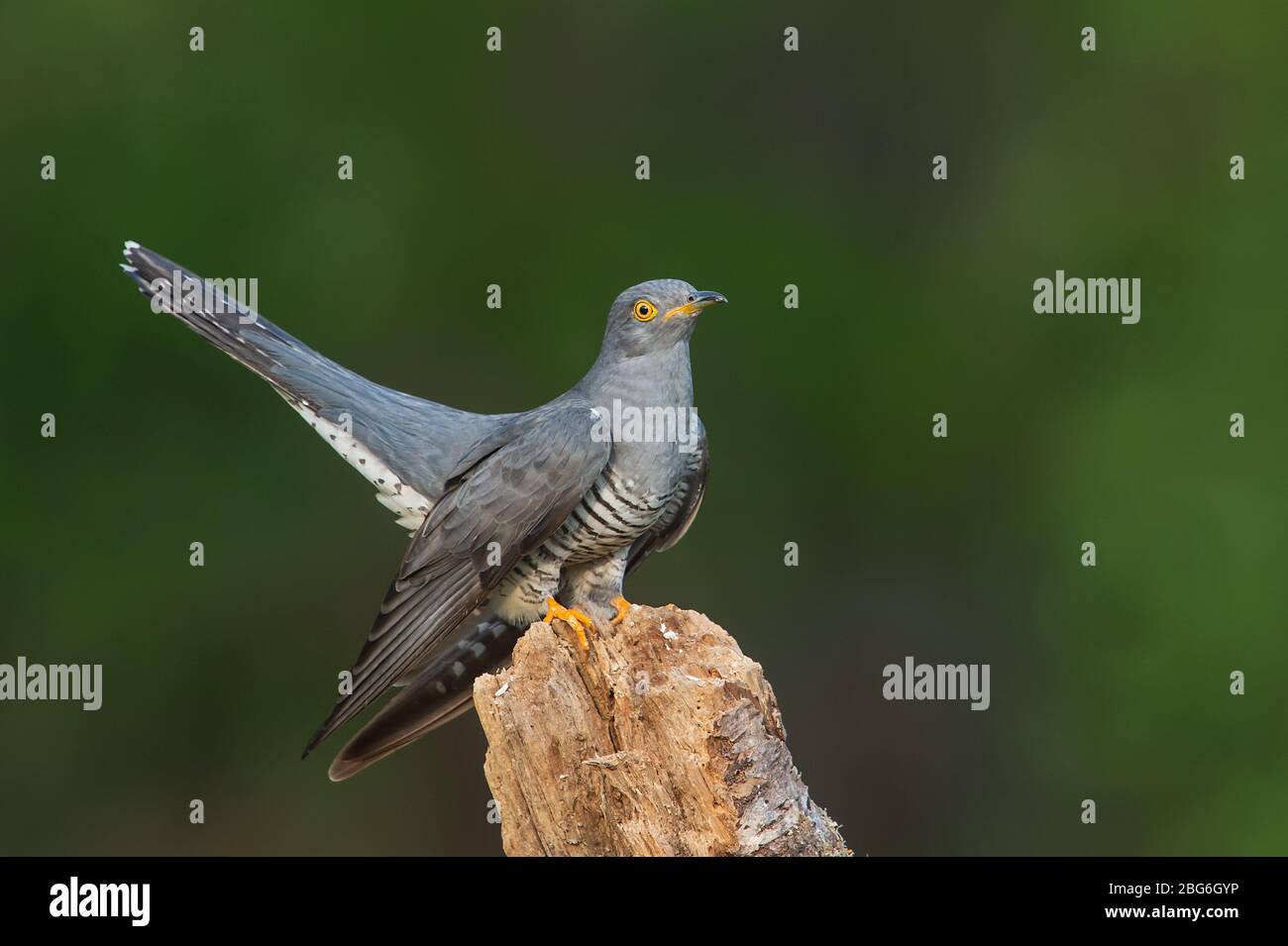 Common cuckoo, Surrey, UK Stock Photo - Alamy
