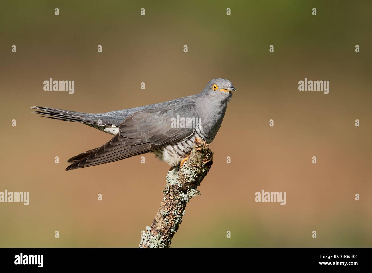 Common cuckoo, Surrey, UK Stock Photo - Alamy