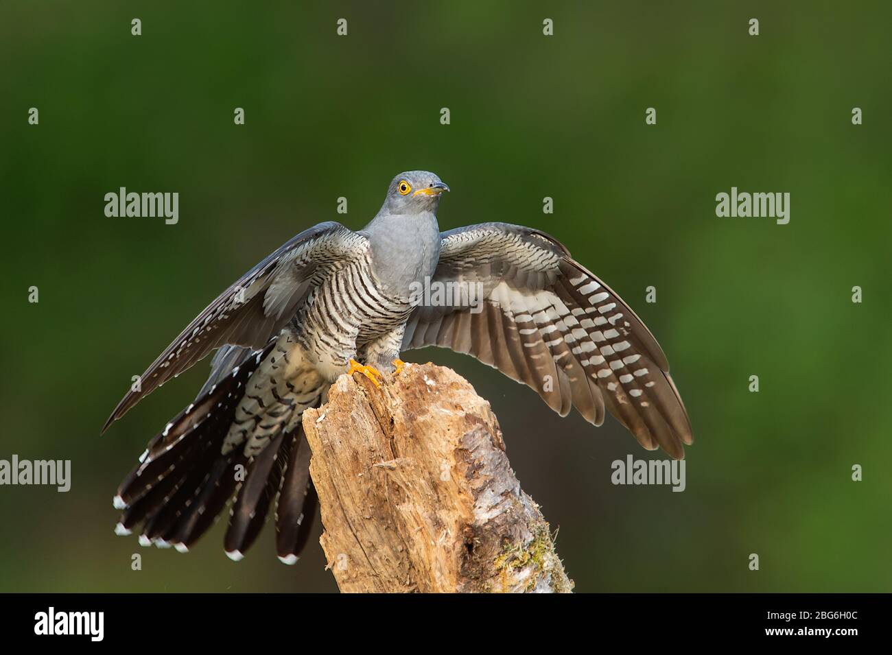 Common cuckoo, Surrey, UK Stock Photo - Alamy