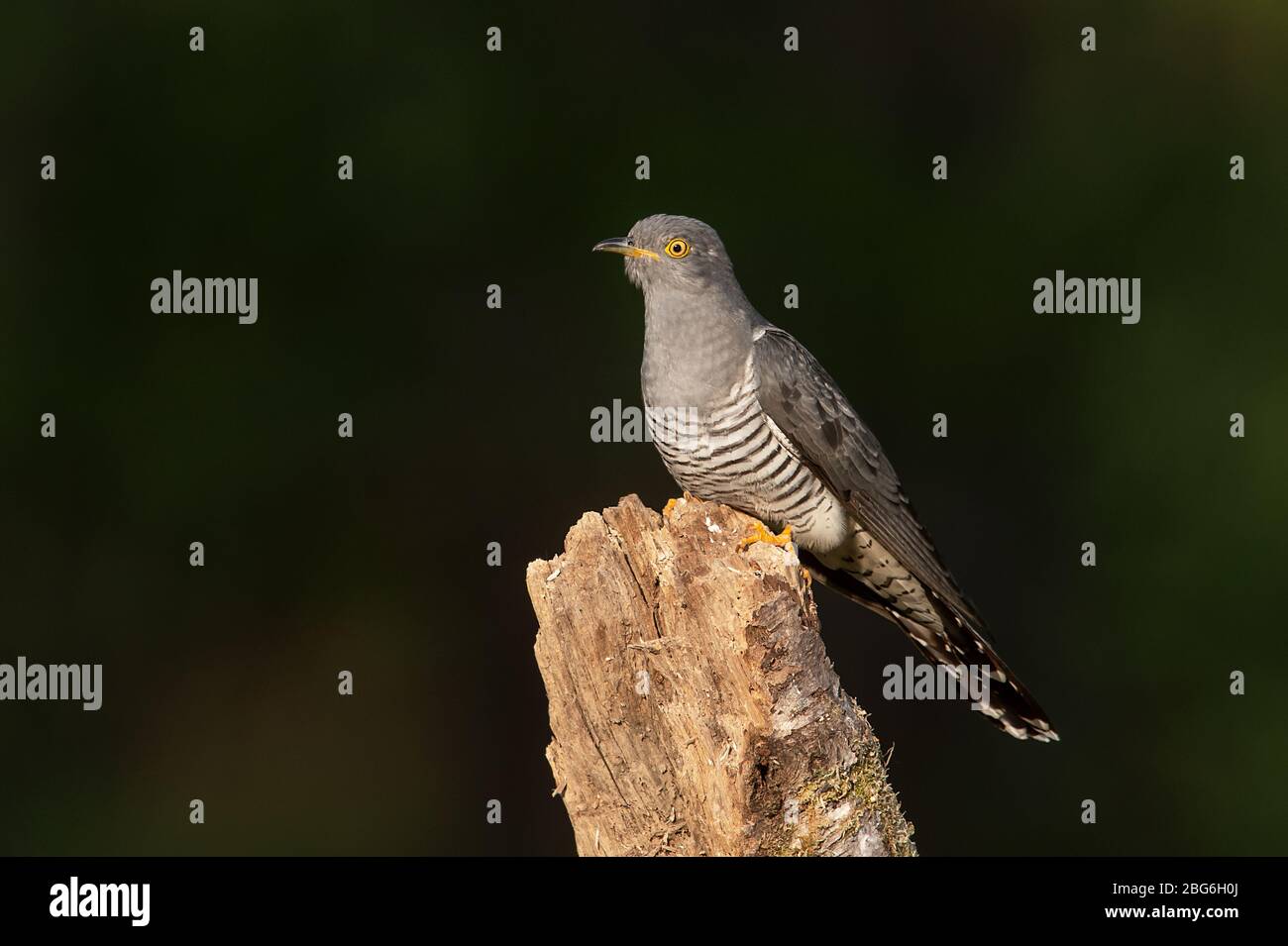 European cuckoo cuculus canorus hi-res stock photography and images - Alamy