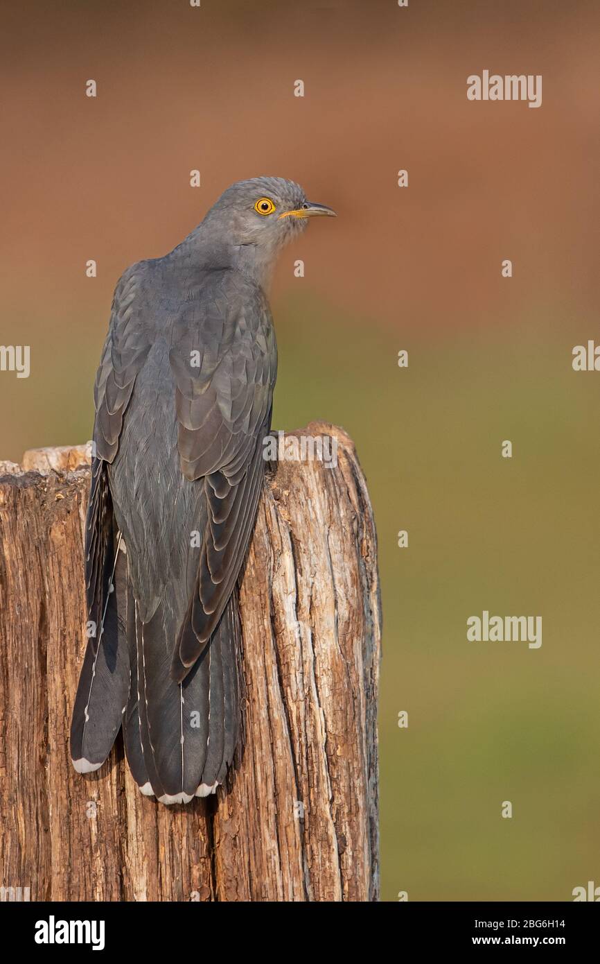 Common Cuckoo Uk: Cuckoo Bird Facts – ZZGH