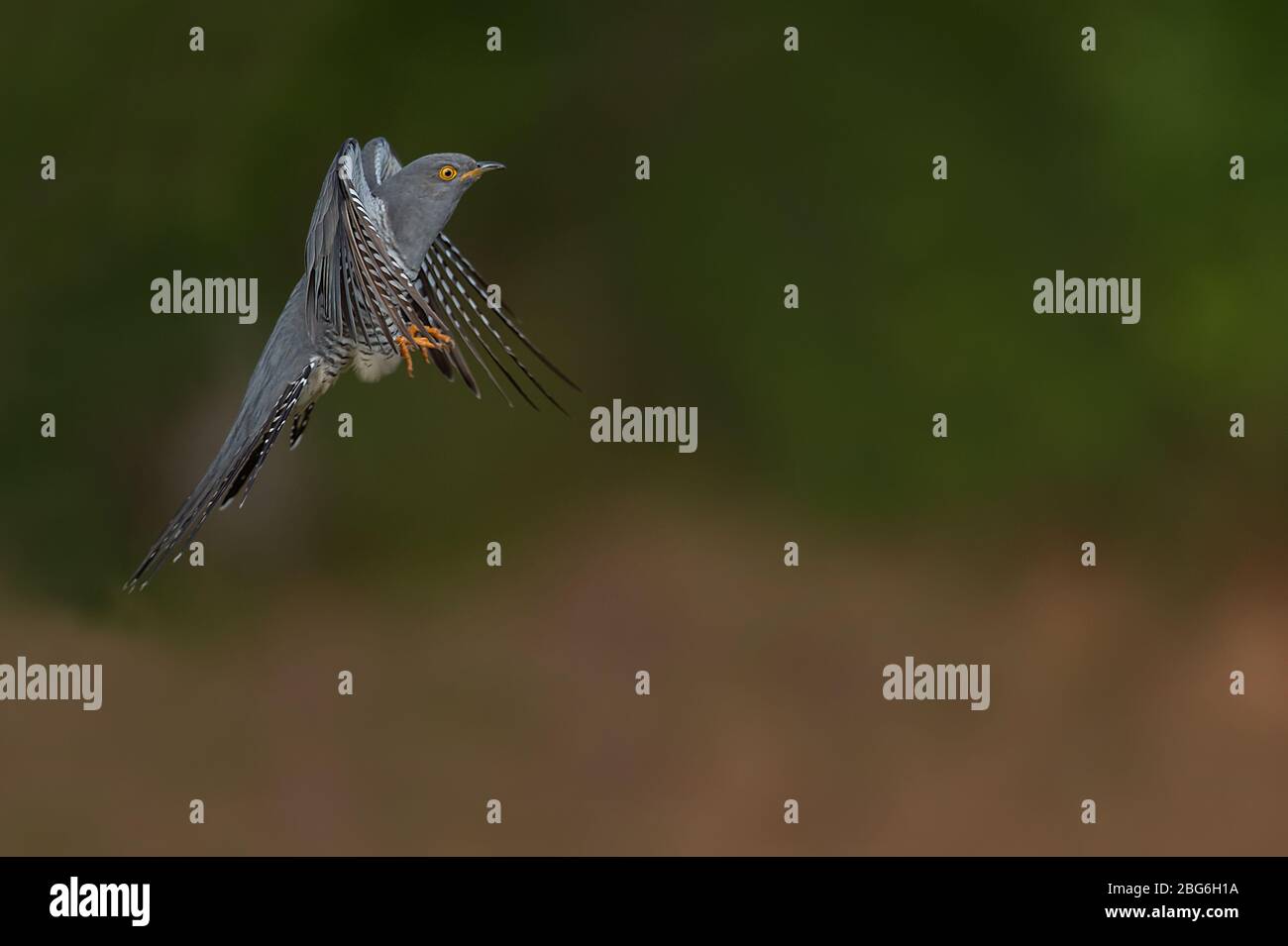 Common cuckoo in flight hi-res stock photography and images - Alamy