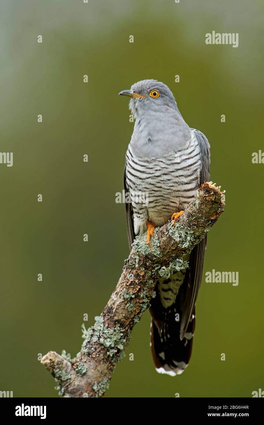 Common cuckoo, Surrey, UK Stock Photo - Alamy